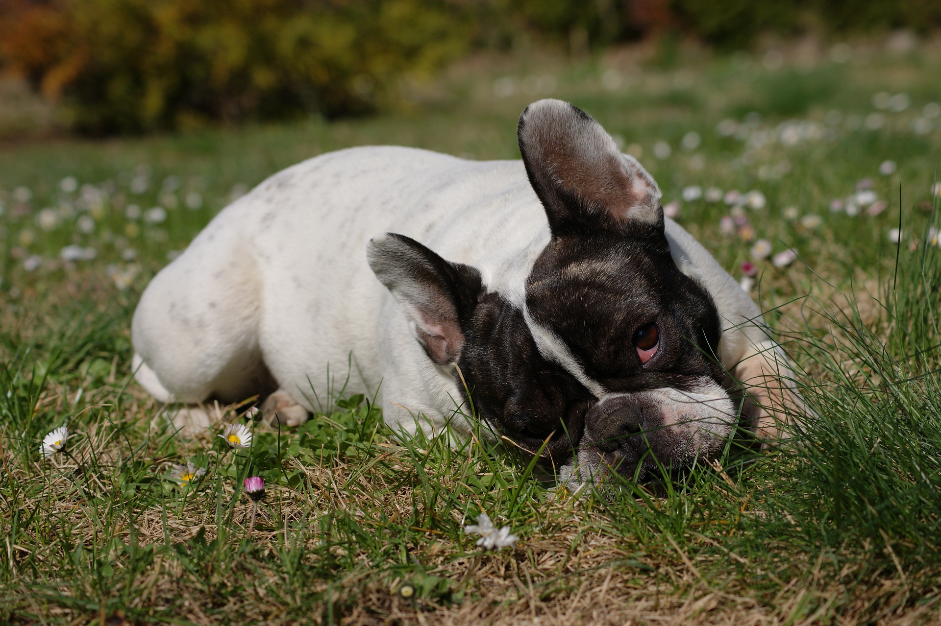 10 Signs That Your French Bulldog Is Depressed - Frenchie Globe Shop
