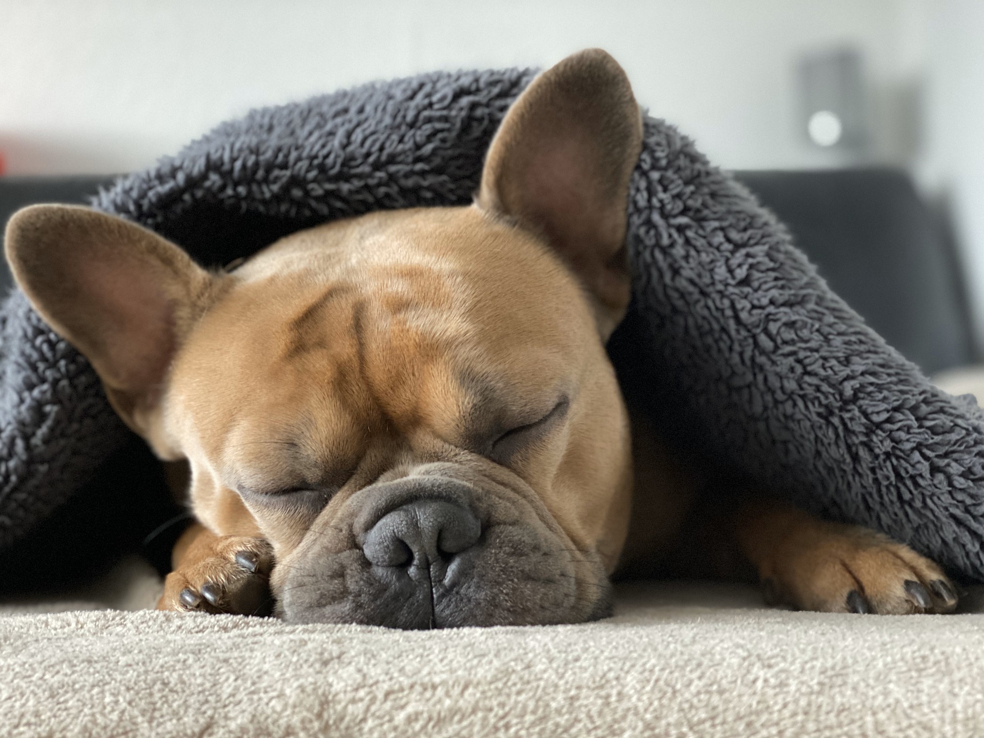 10 Signs That Your French Bulldog Is Depressed - Frenchie Globe Shop