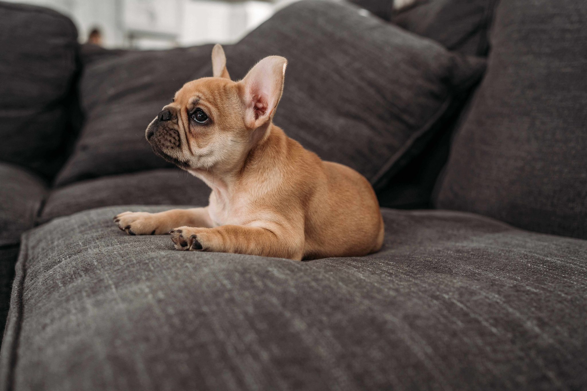 Does Your Frenchie Lick His Paws? Here’s Why They Do That - Frenchie ...