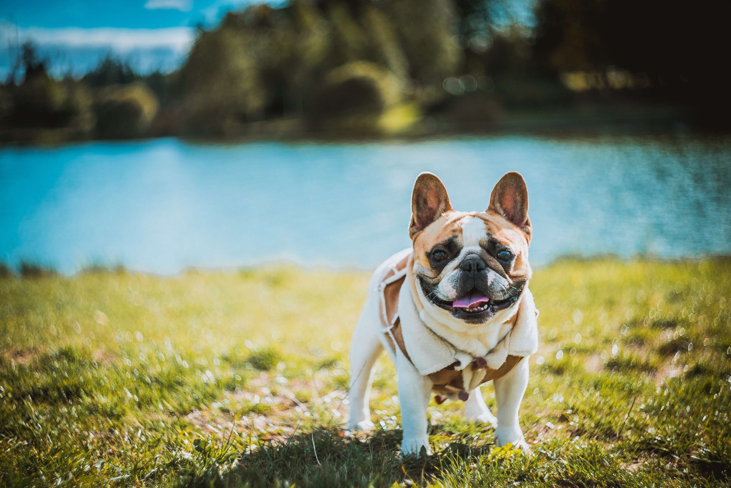French Bulldog Teeth - How To Deal With Tartar And Plaque? - Frenchie ...