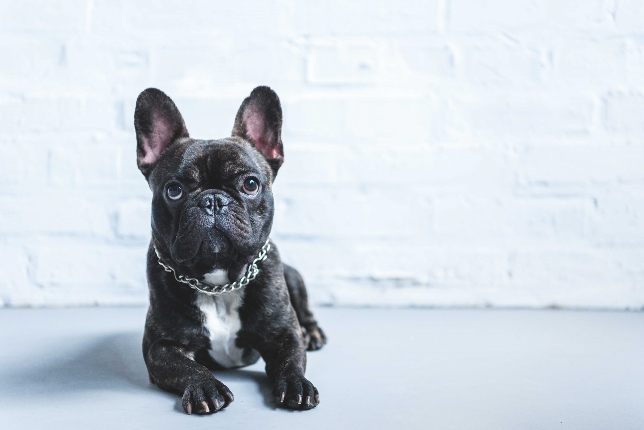 The Magnificent Appeal Of Rare Blue French Bulldogs - Why Are They So ...