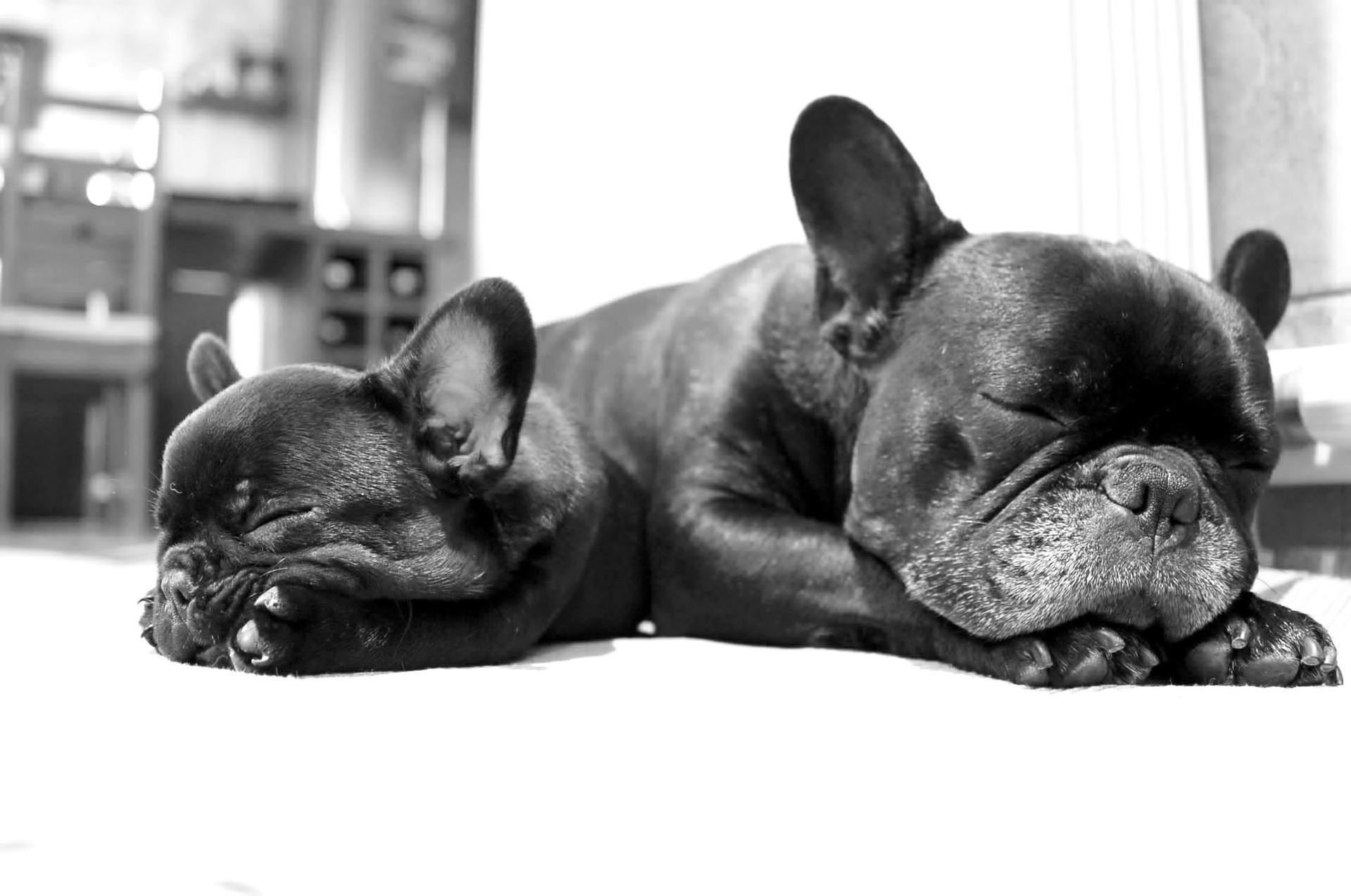 What Is The Mini French Bulldog? - Miniature Versions Of Your Favorite ...