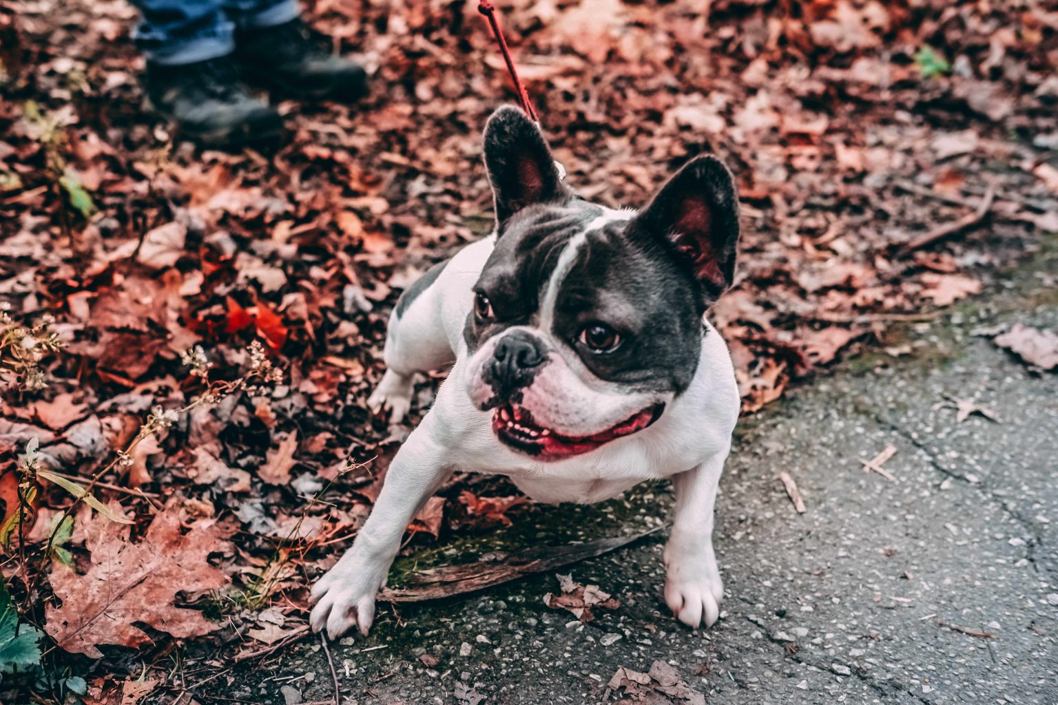 Amazing Facts About French Bulldog Teeth - Frenchie Globe Shop