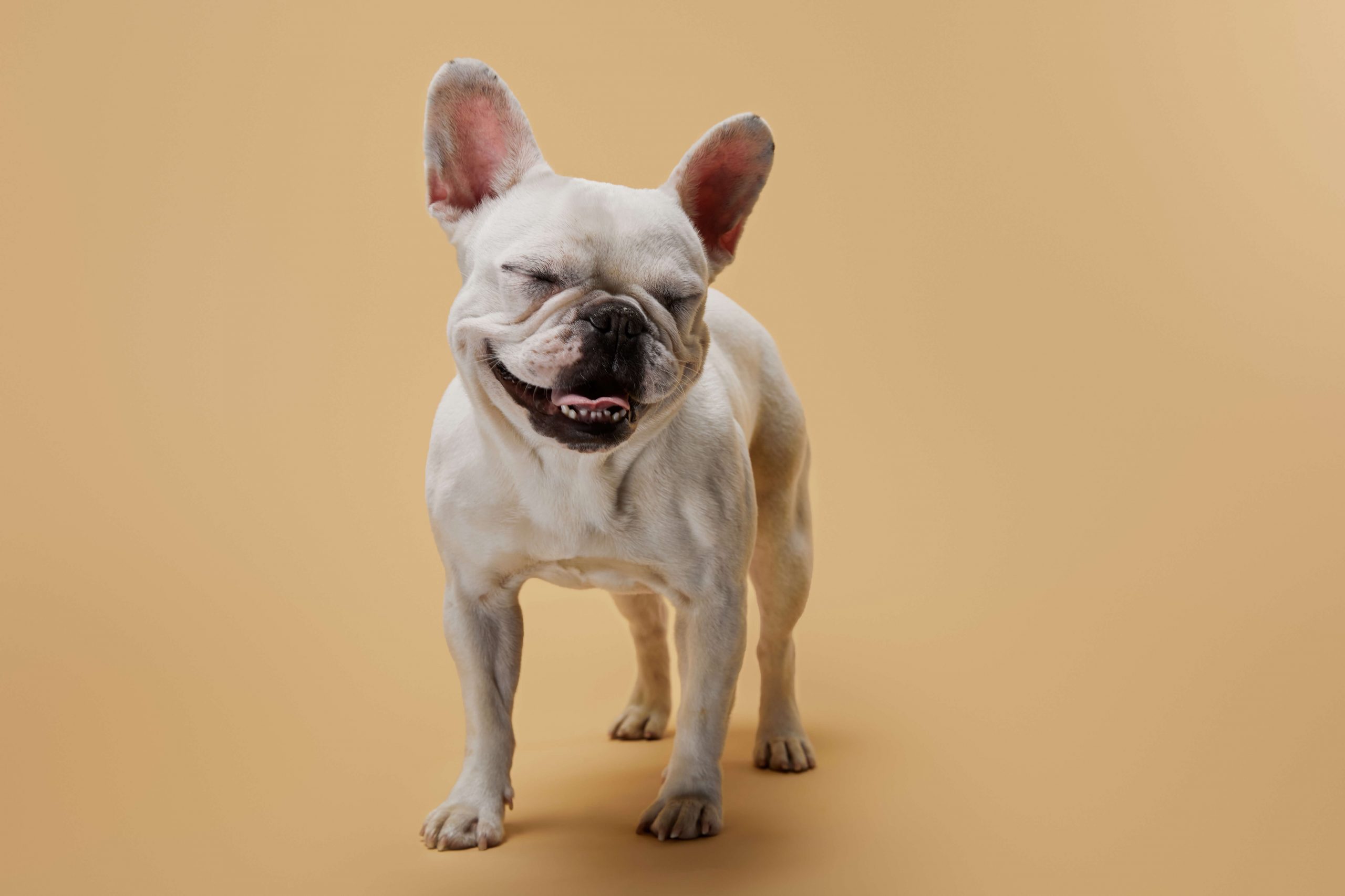 Dental Care: Tips To Keep Your French Bulldog’s Teeth Healthy ...