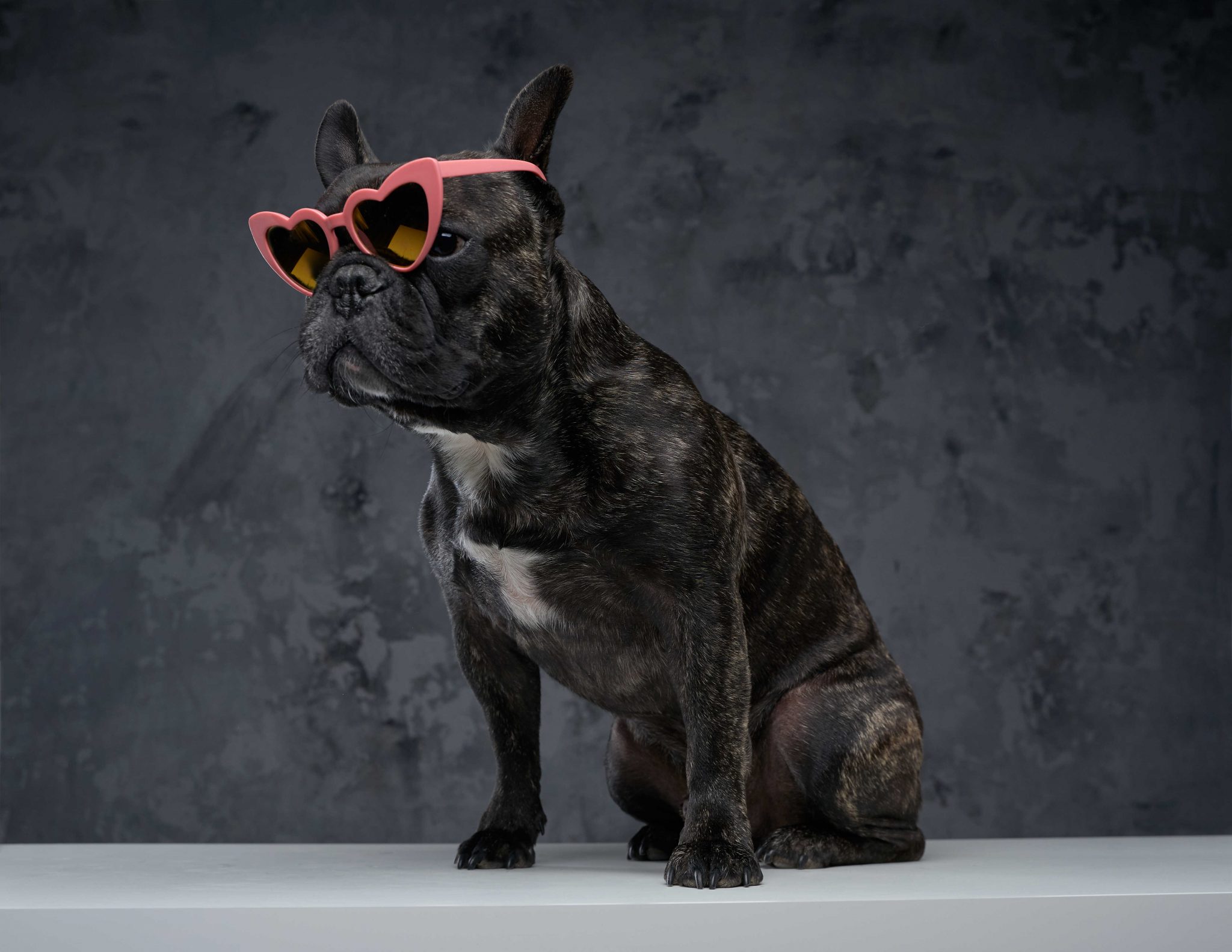 Rare French Bulldog Colors: Choose A Puppy In Your Favorite Color ...