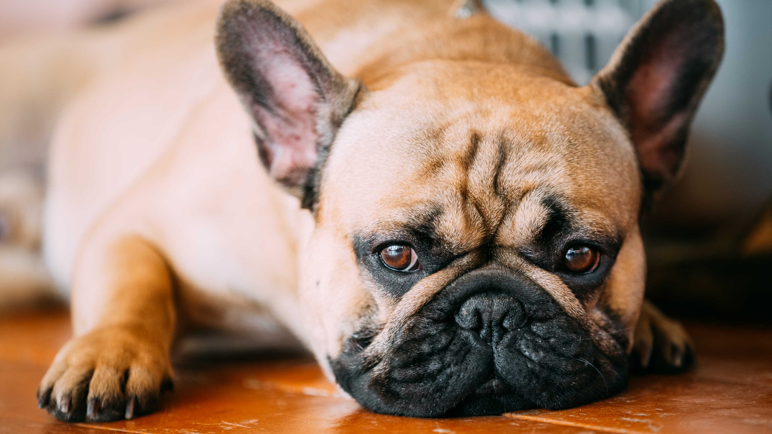 Does Your Frenchie Lick His Paws? Here’s Why They Do That - Frenchie ...