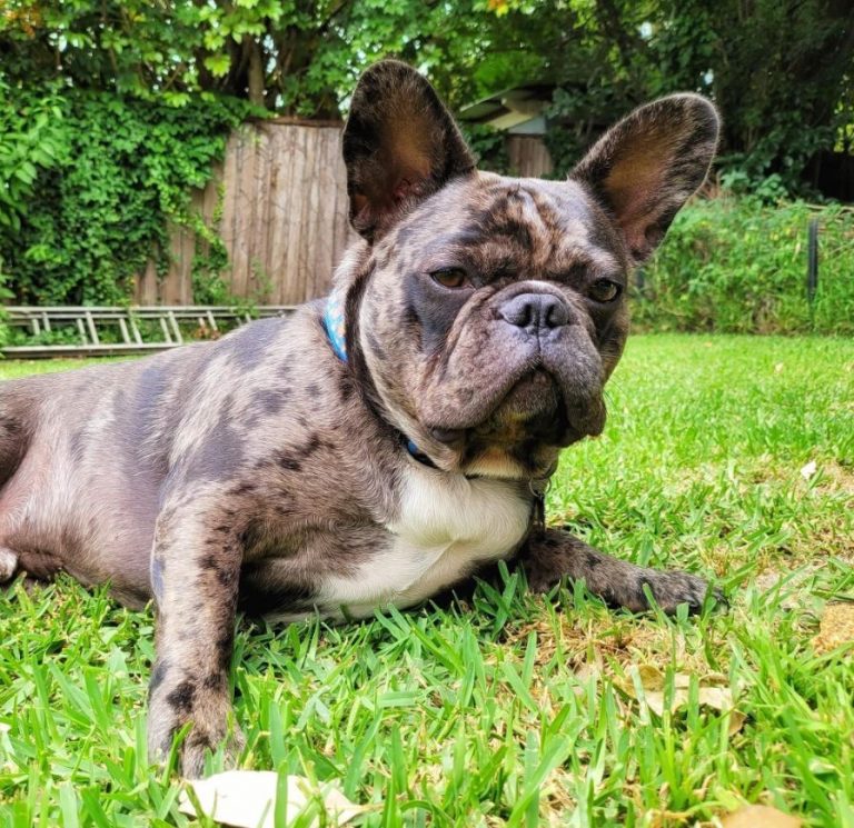 My French Bulldog Back Legs Are Shaking - What Can You Do To Help Them?