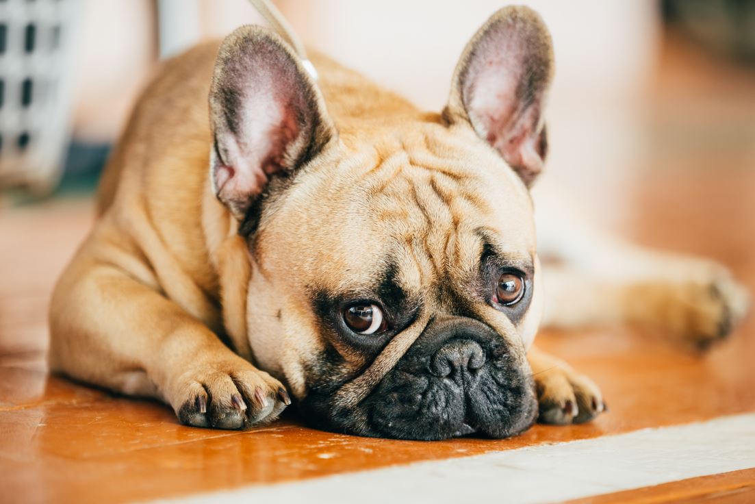 Why Does My French Bulldog Have Bumps And Lumps?