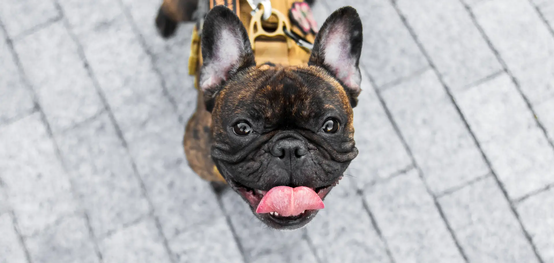 Do French Bulldogs Need Nose Surgery - Frenchie Globe Shop