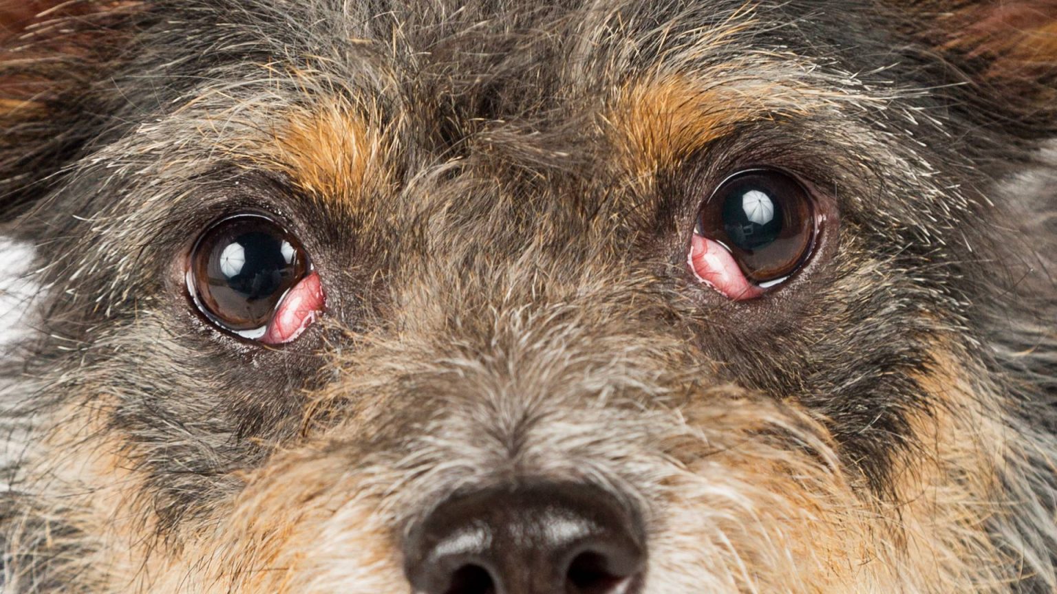 What is French Bulldog Cherry Eye and How Do You Treat It? - Frenchie ...