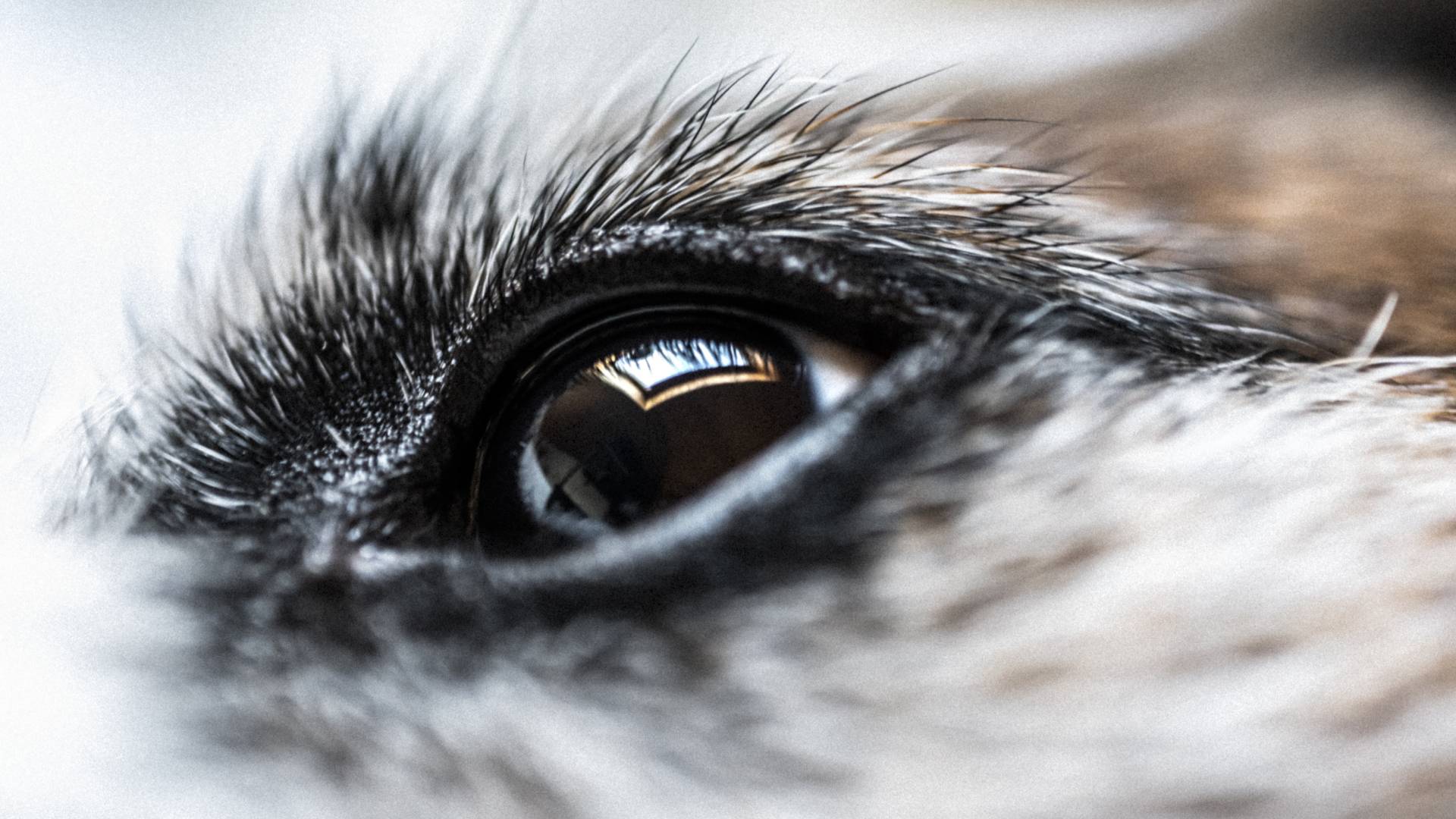 What is French Bulldog Cherry Eye and How Do You Treat It? - Frenchie ...