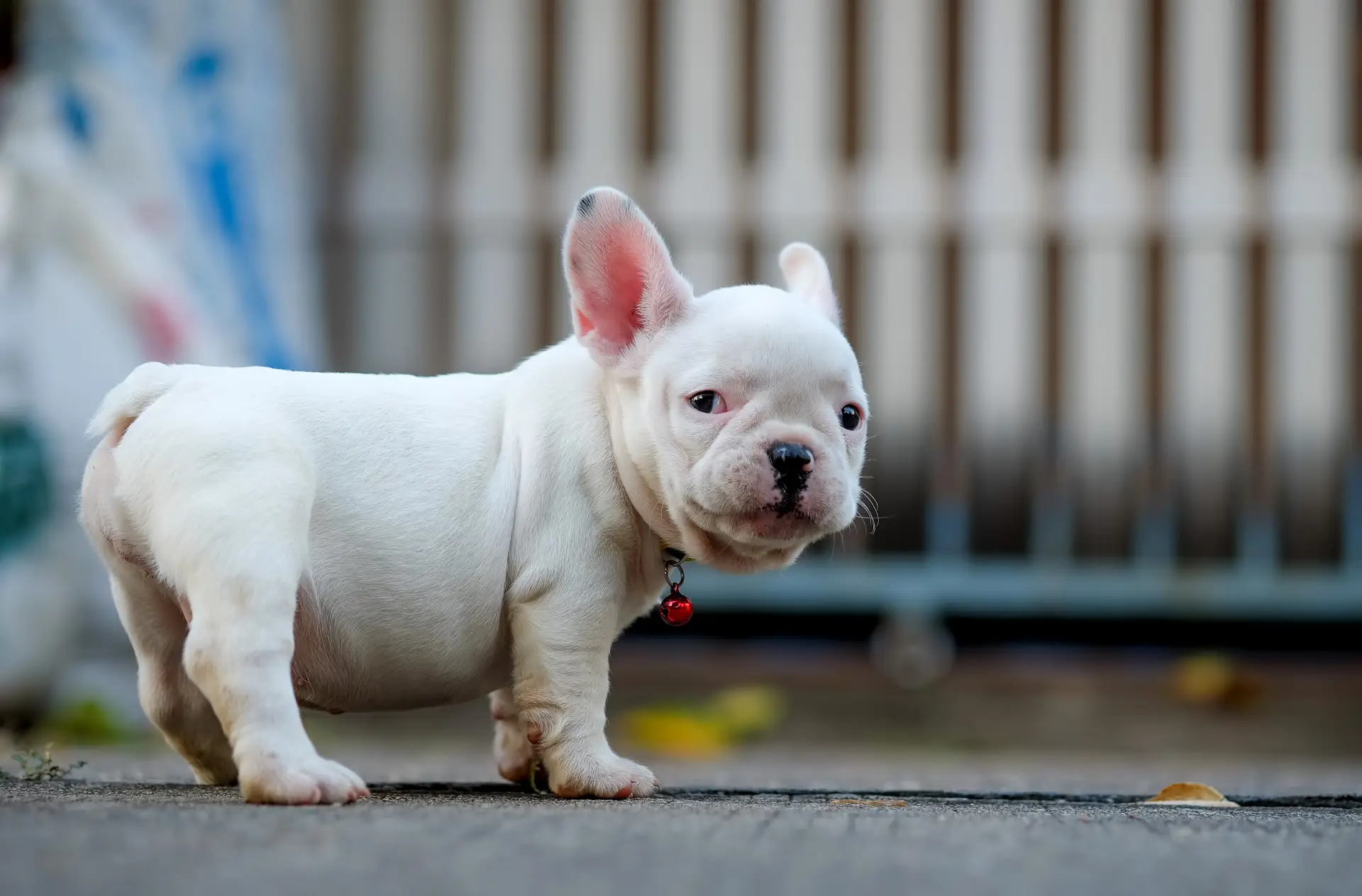 What is French Bulldog Cherry Eye and How Do You Treat It? - Frenchie ...