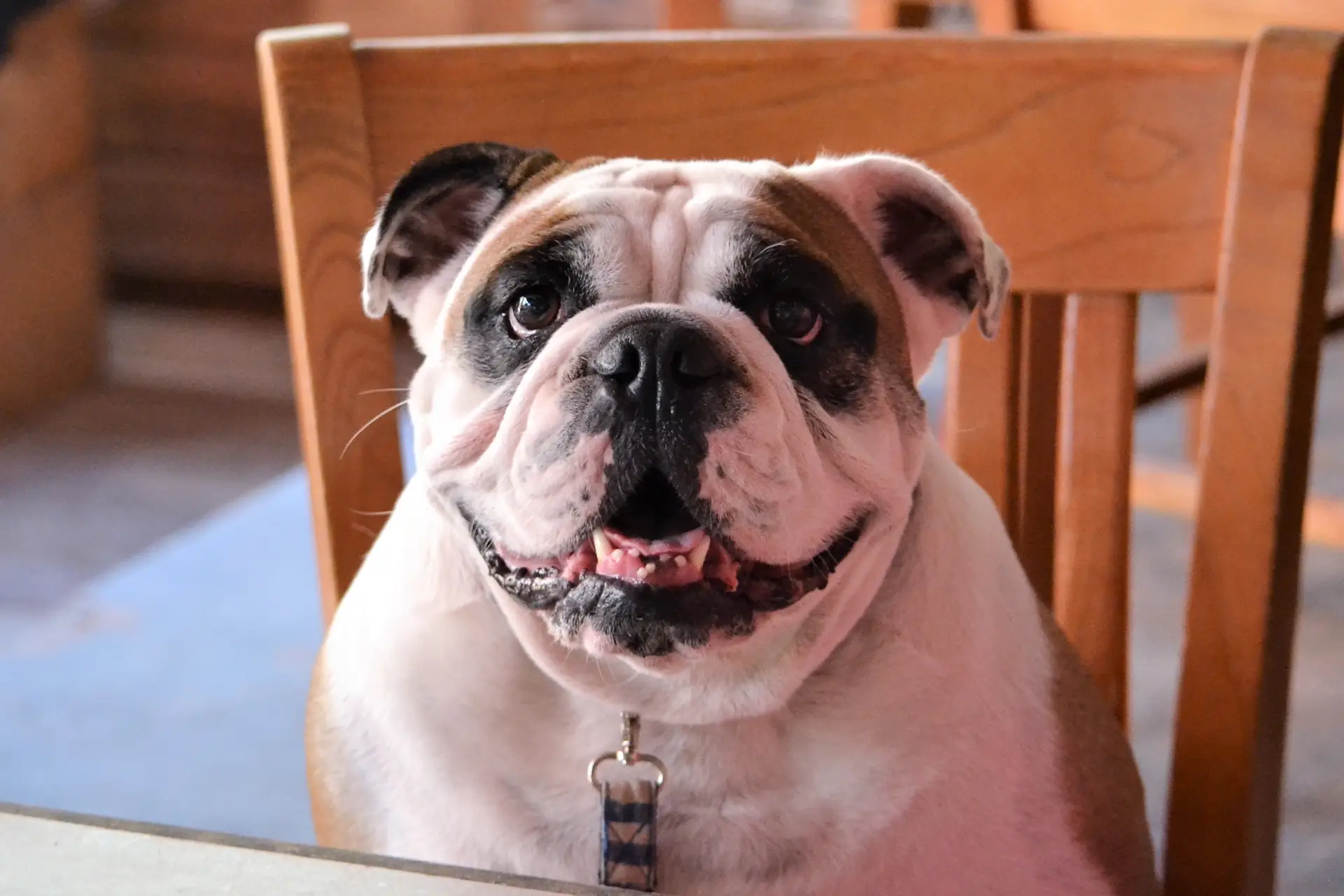 The Scoop on French Bulldog Floppy Ears: Understanding and Addressing ...