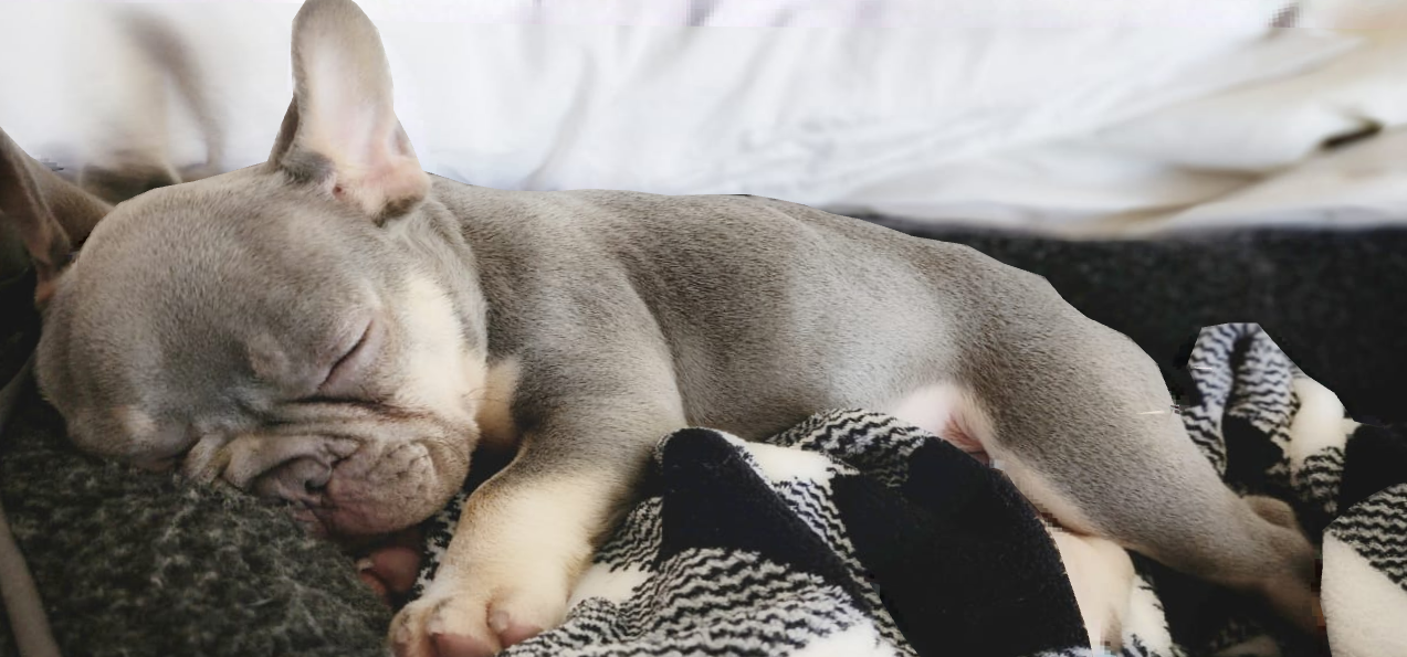 How Often Should I Wash My Frenchie? Your Ultimate Guide to a Clean Pup