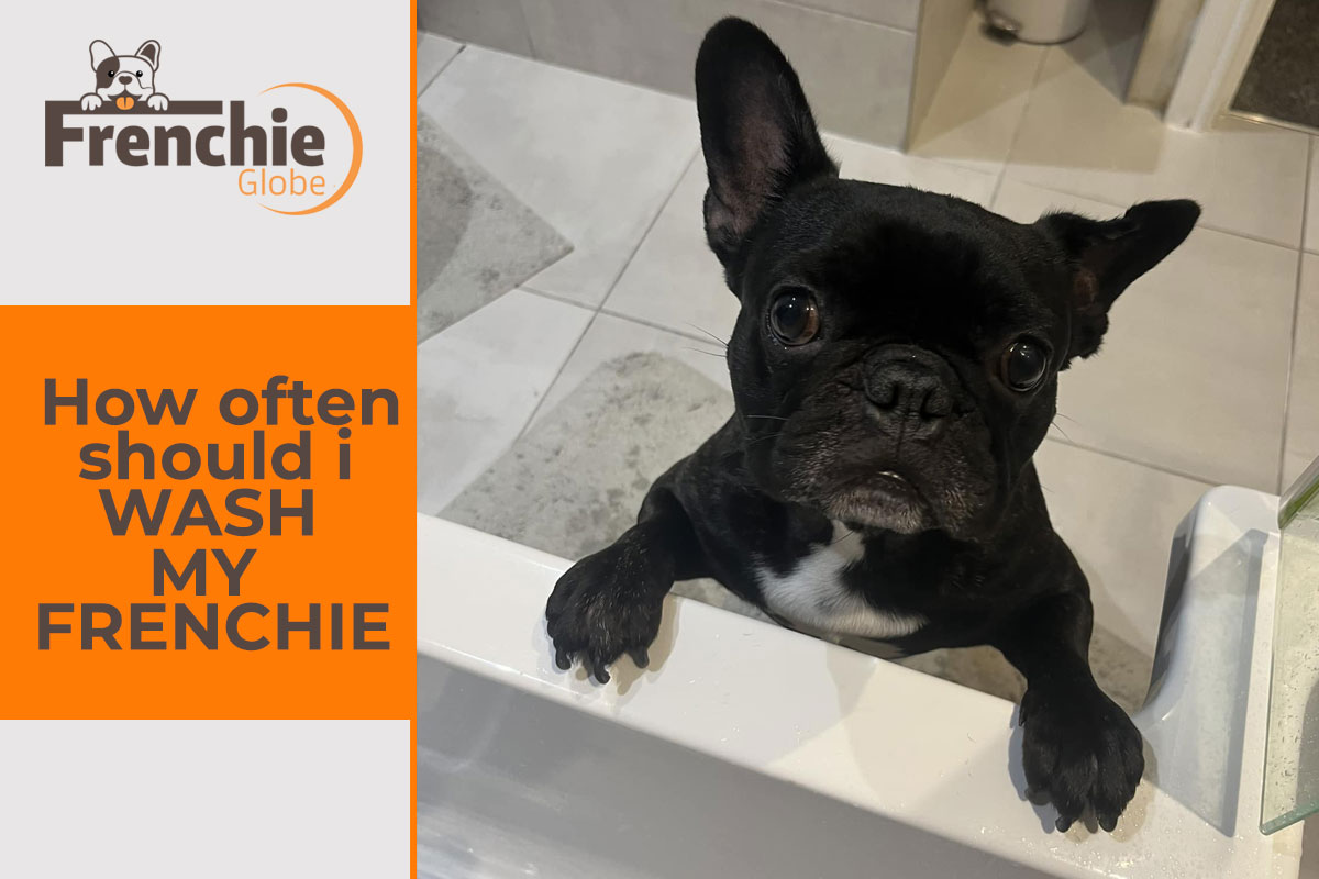 How Often Should I Wash My Frenchie? Your Ultimate Guide to a Clean Pup