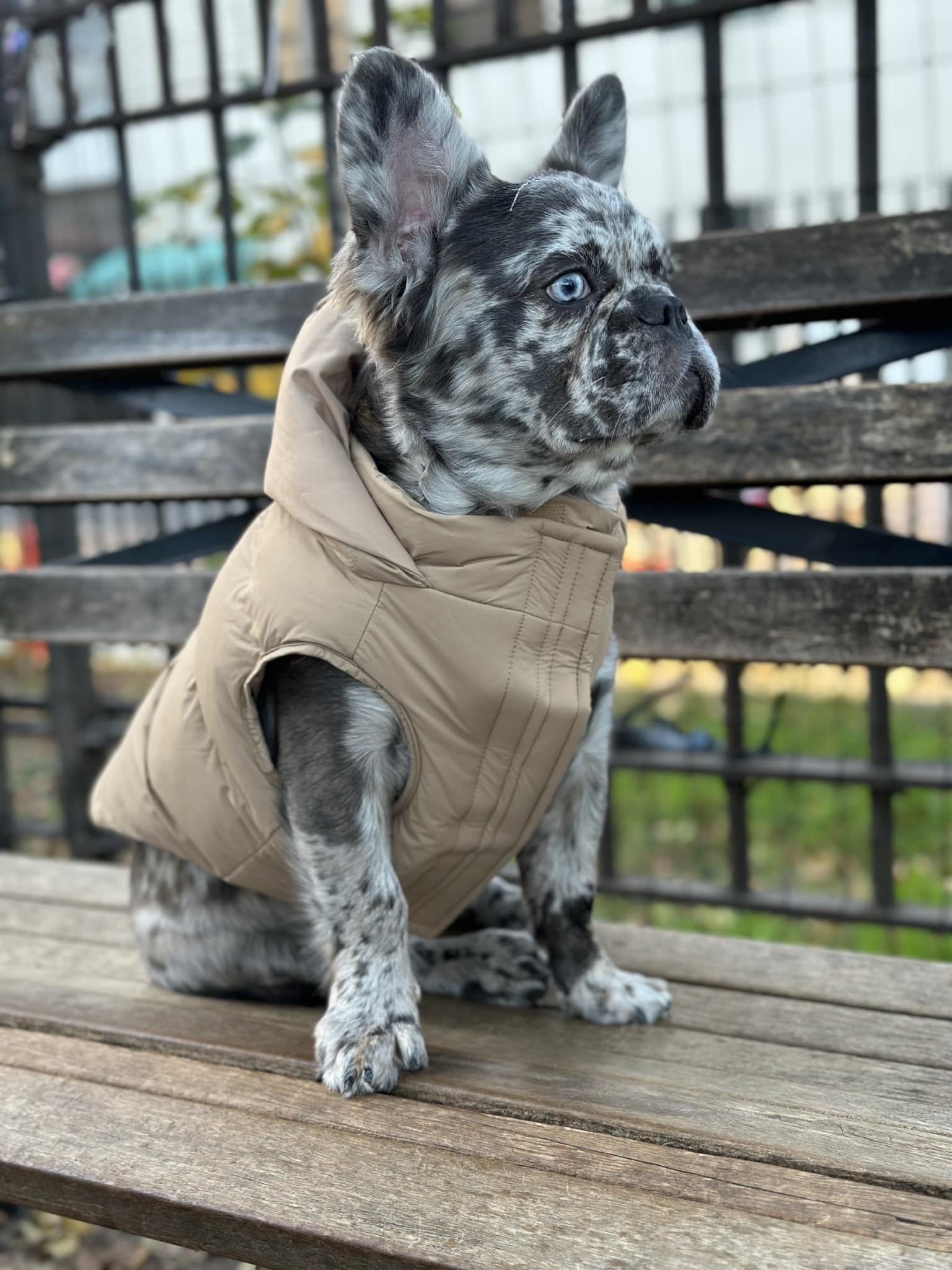 How to Prevent a French Bulldog from Resource Guarding - Frenchie Globe ...